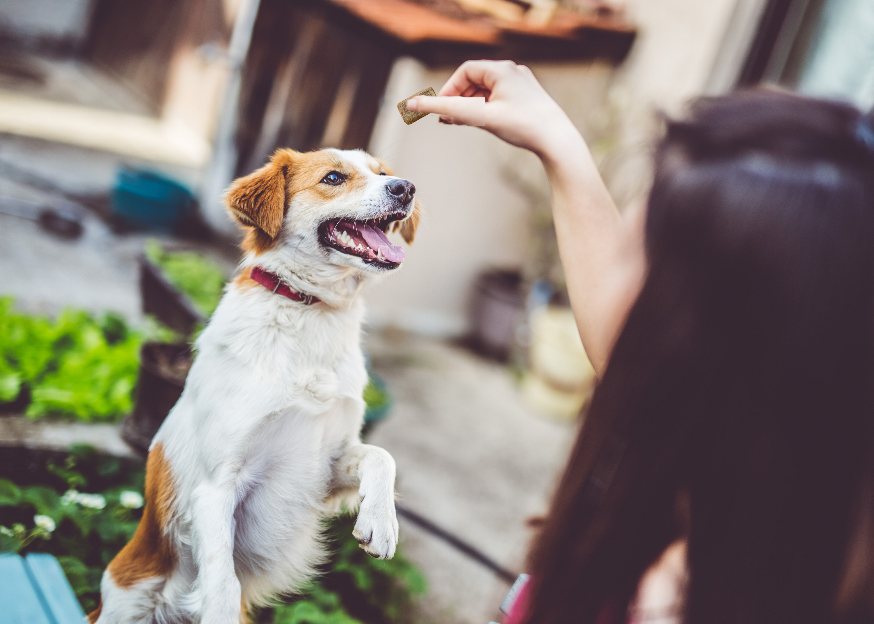 The Internal Benefits of Aloe Vera for Dogs and Cats | Pharm-Aloe