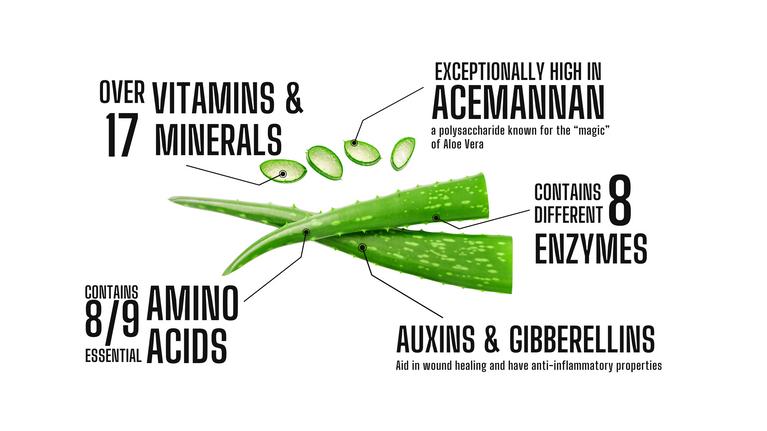 Premium Aloe Vera Supplements – Backed by Science, Crafted with Care